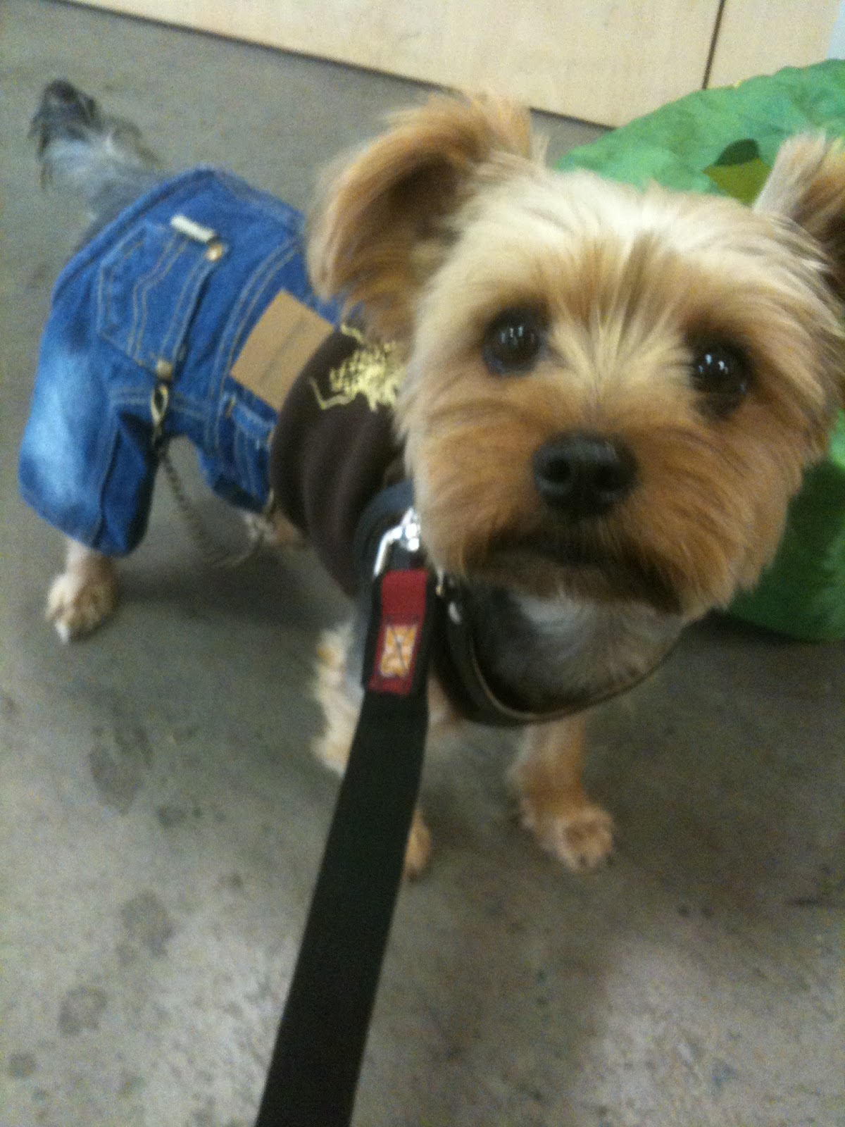 Wandering Chewy: Monkey Daze is a Chewy favorite, woof woof!