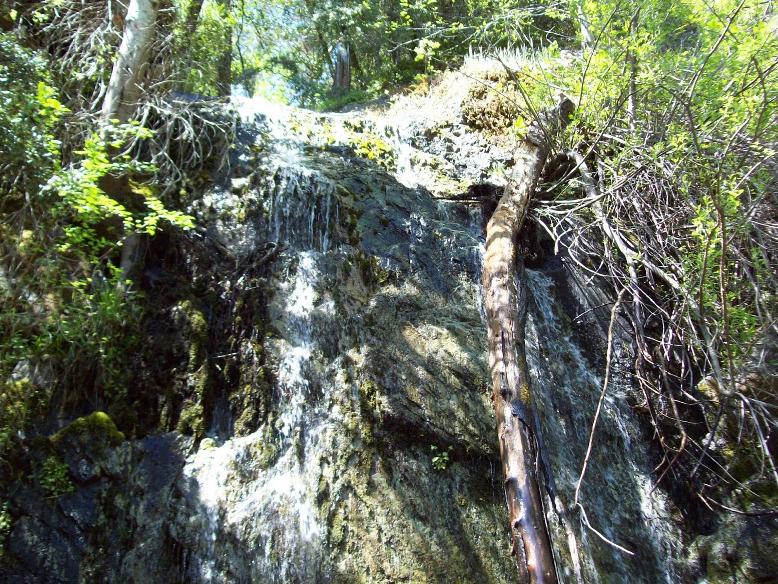 Oregon Bigfeets: Bigfoot Sighting Hugo Oregon Jack Creek Road