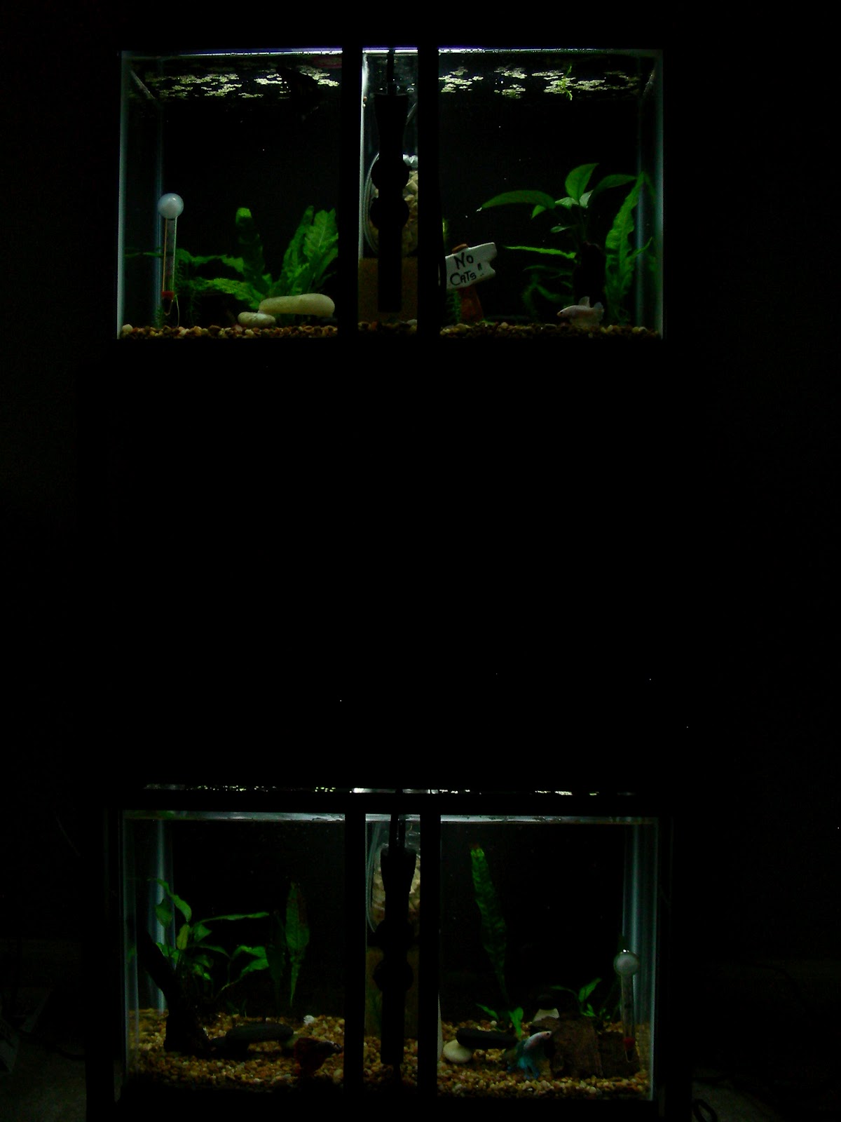 29 gal community photo log | Tropical Fish Keeping