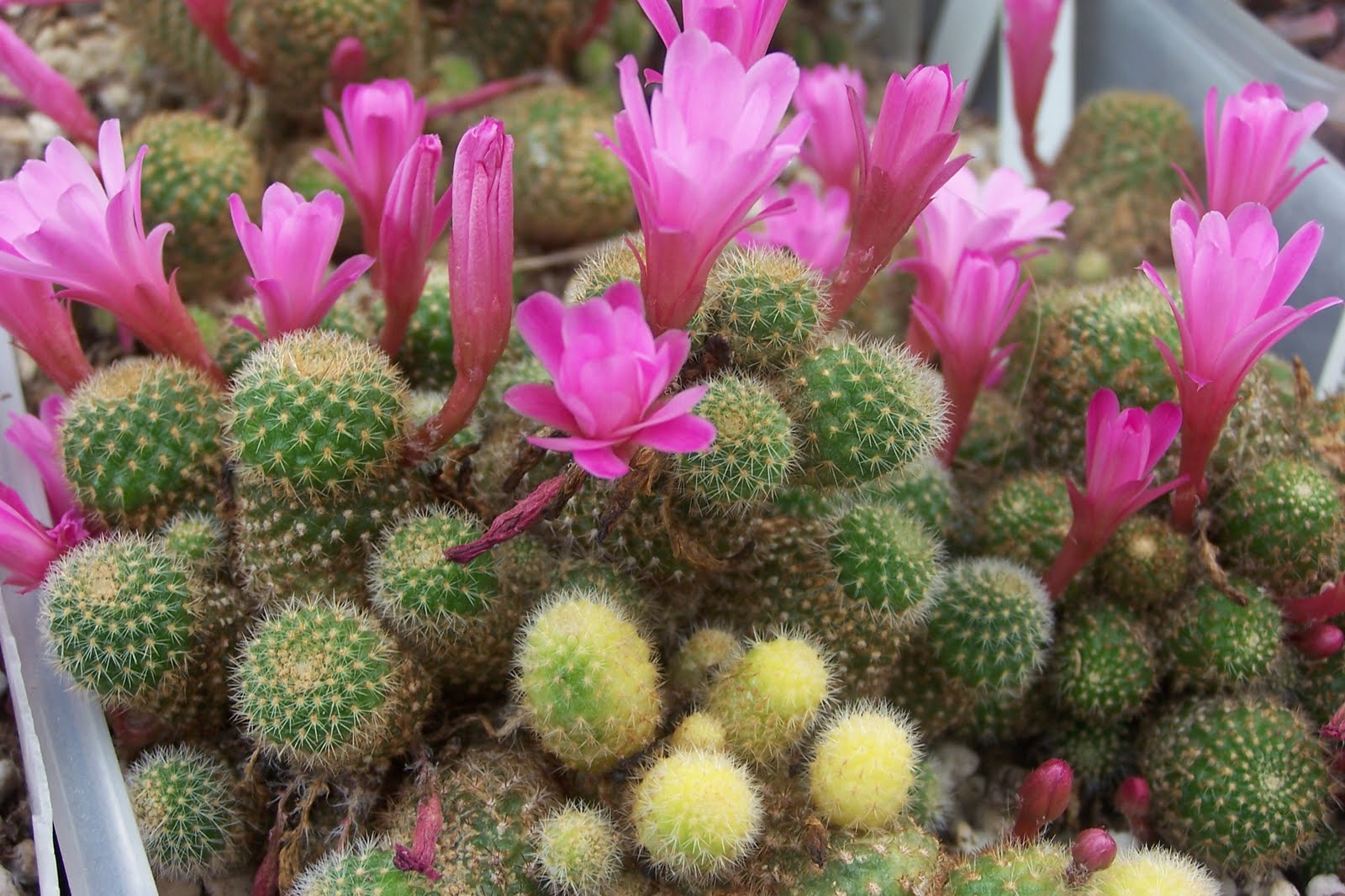Oregon Cactus Blog: Rebutia perplexa