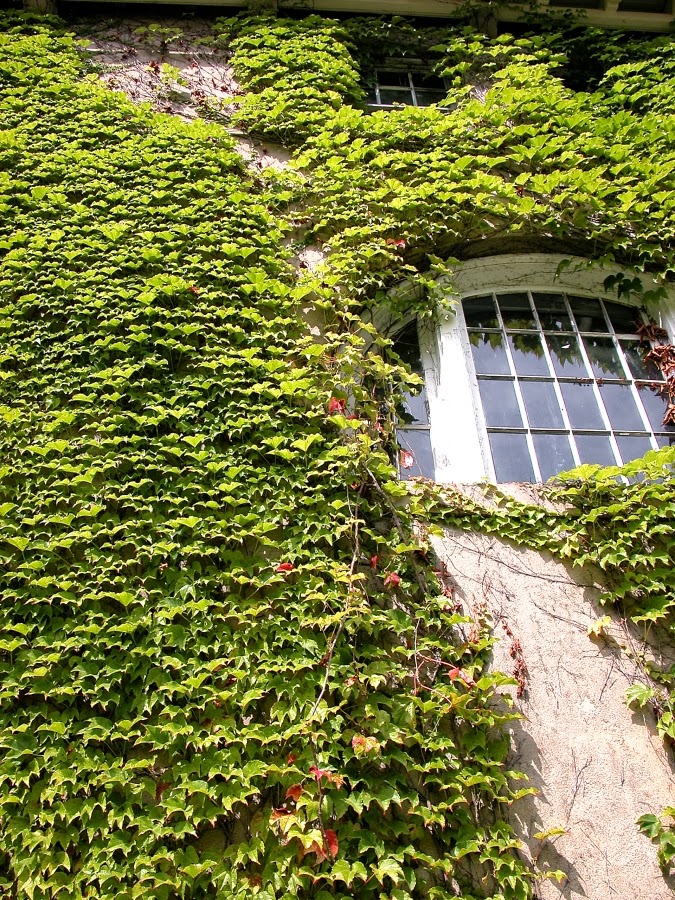 Flori de camera: Iedera englezeaca