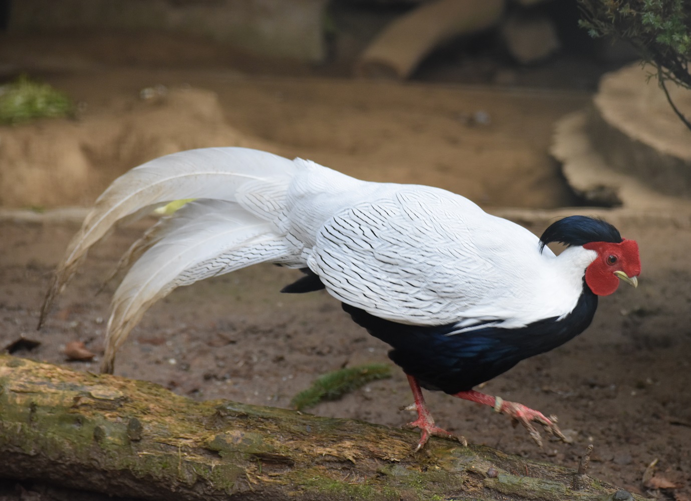 ZOOTOGRAFIANDO (6.100 ANIMALS): FAISÁN PLATEADO / SILVER PHEASANT ...