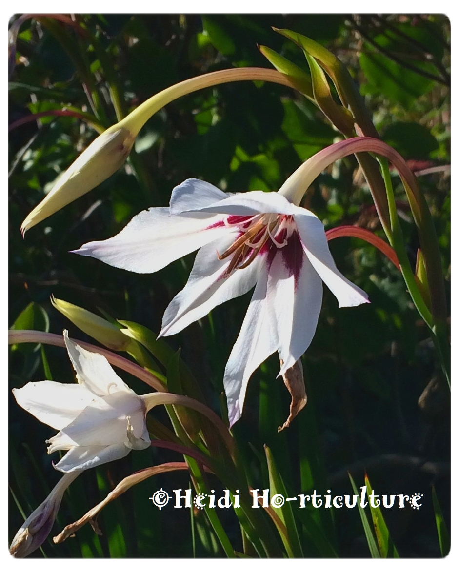 Heidi Horticulture: Plant Profile: Gladiolus callianthus - Abyssinian ...
