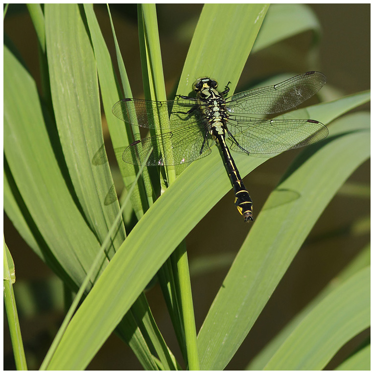 Kent Dragonflies: The Common Clubtails of West Sussex