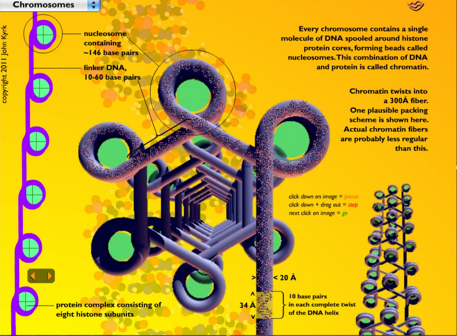 Chromosome Structure.swf / Struktur Kromosom.swf
