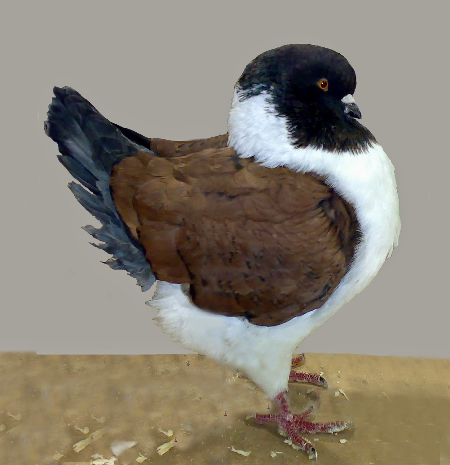 SPESIALIS MERPATI: MERPATI MODENA