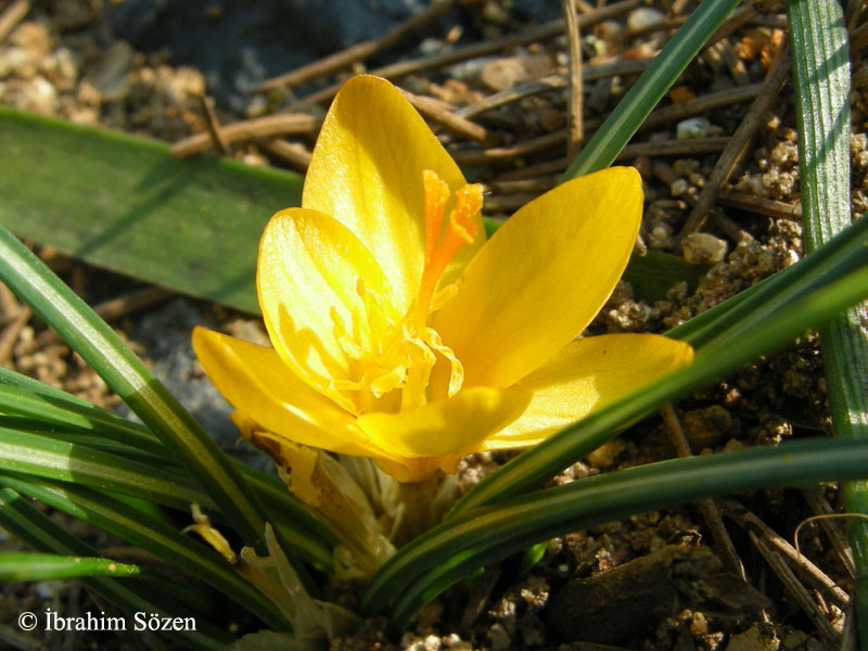 The Country Of Crocuses: Crocus sieheanus