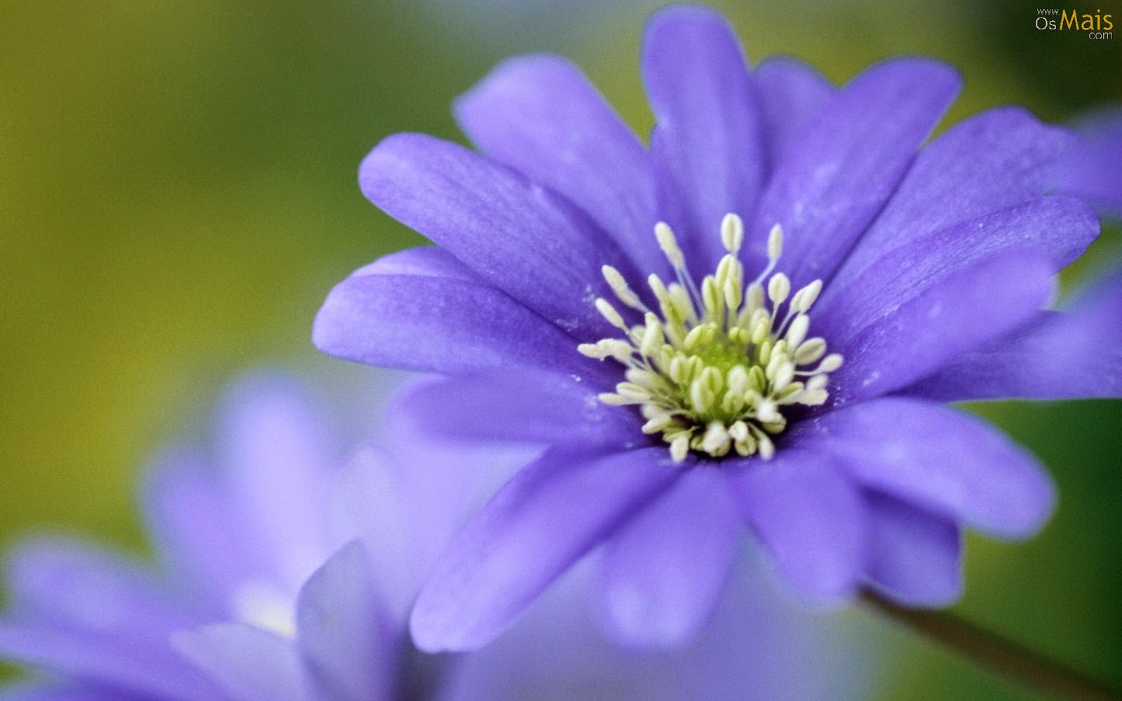 @ Imagens e Fotografias de: Imagens e Fotos de Flores