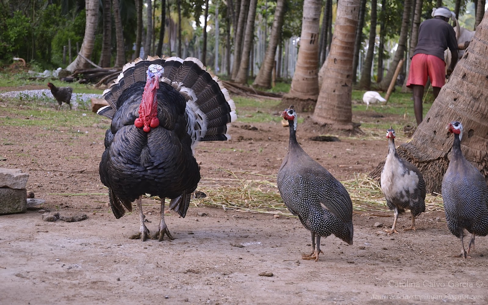 De Mercedes a Estopiñán: Mysore is a soft landing into India (Mysore es ...