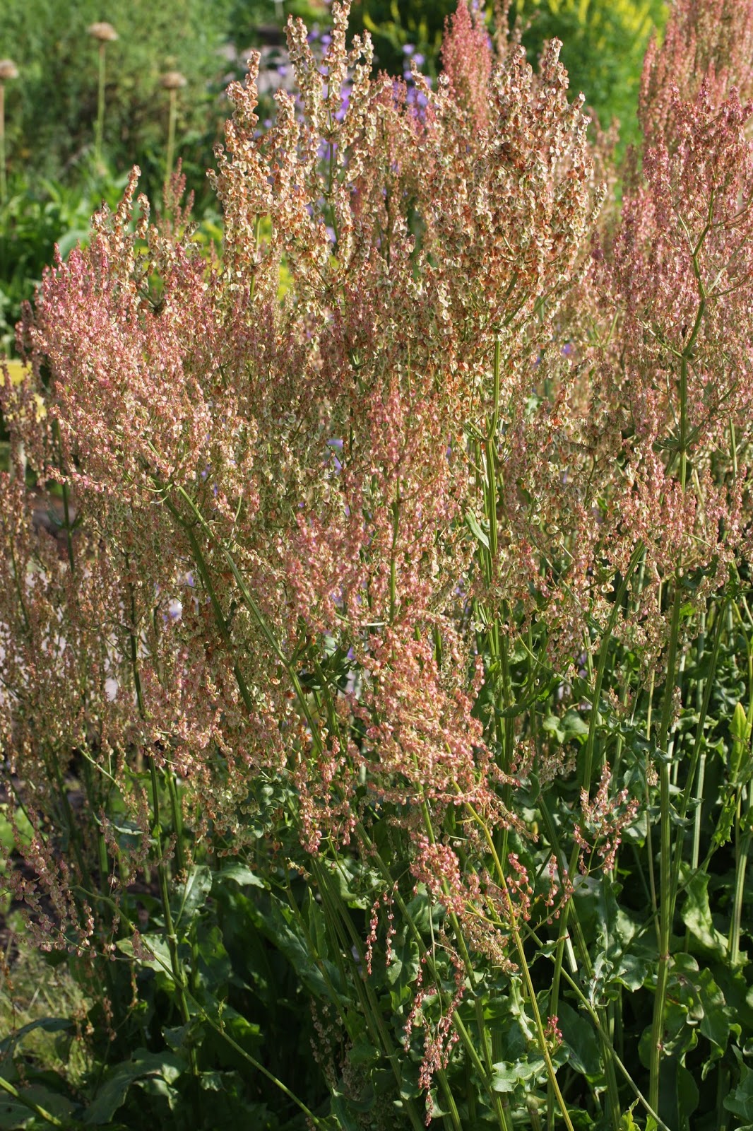 Siniunikon: Kommendantin puutarha