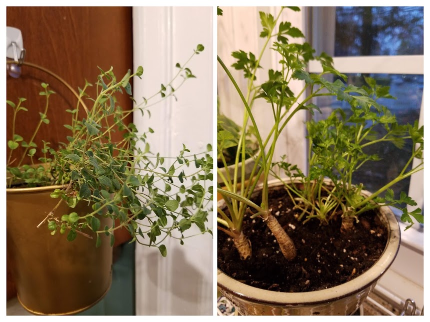Advancing the Plot: Grow herbs on your window sill
