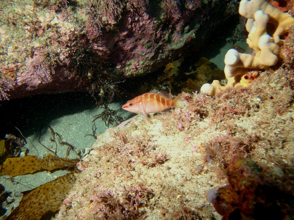 AQUATICHYK: HALF-BANDED SEAPERCH / Hypoplectrodes maccullochi