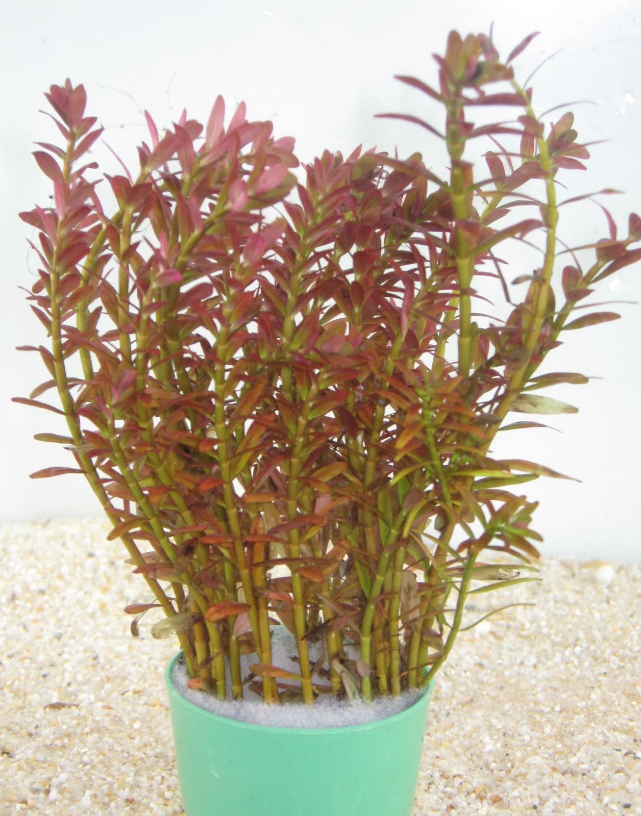 Cây thủy sinh - Cắt cắm: ROTOLA ĐỎ - Vảy ốc đỏ - Rotala sp.Colorata (Order)