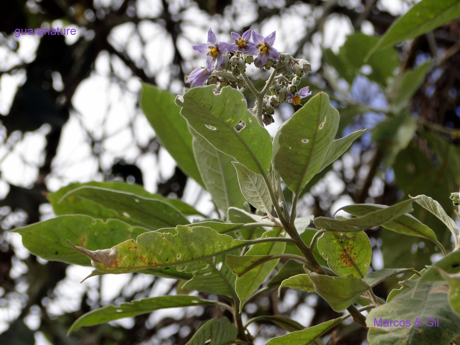 Guaranature: Será uma Lobeira (Solanum lycocarpum)?