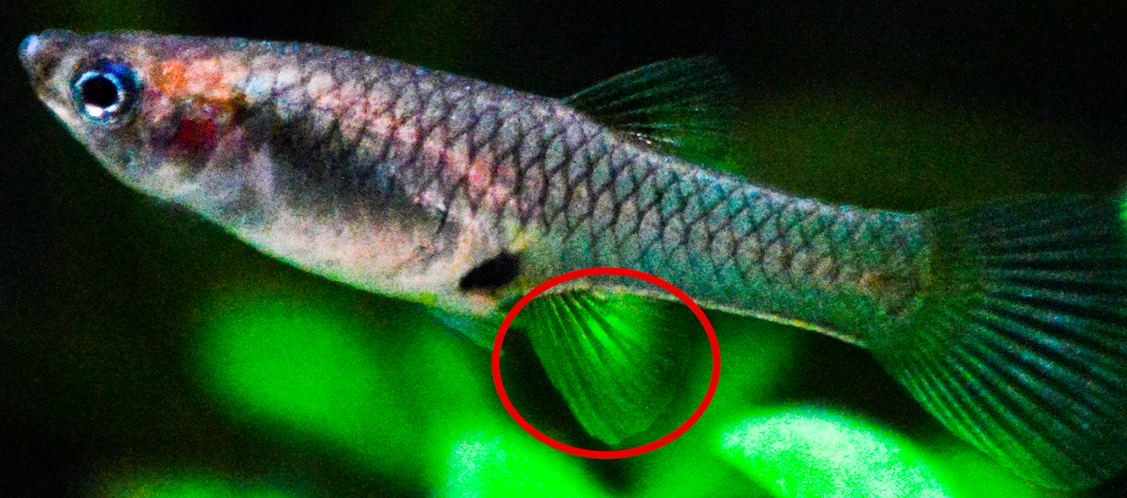 Amateur Aquatics - Keeping Fish - Breeding Livebearers - Endlers Part 1 ...