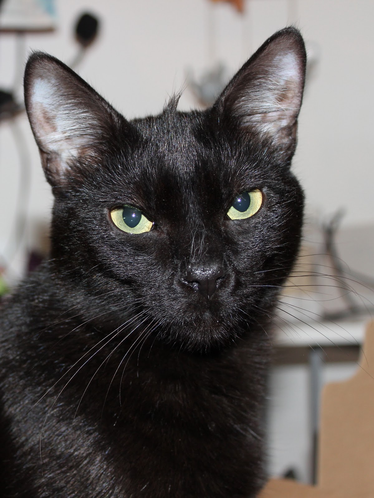 Baghira und Kottan: Baghira