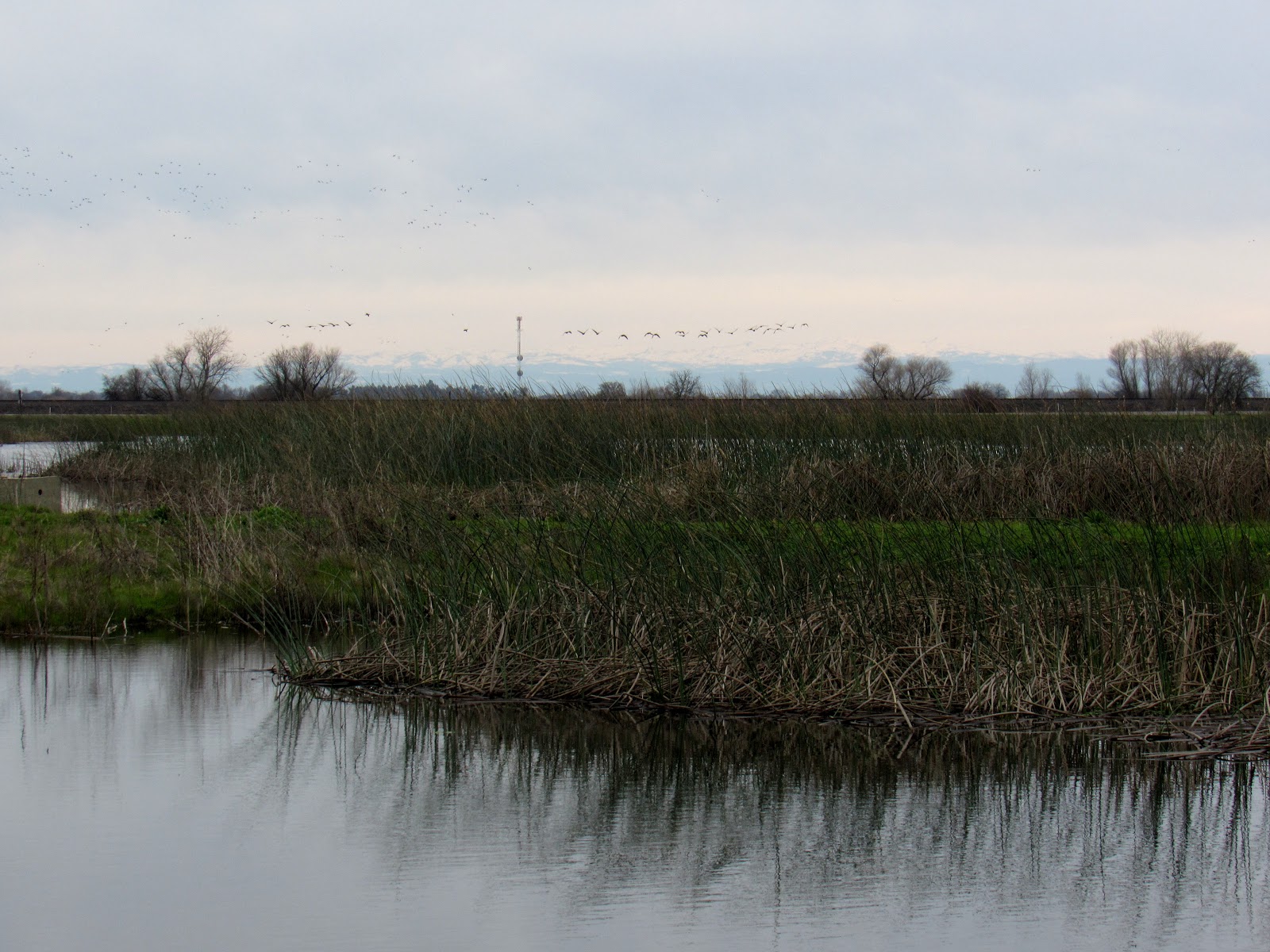 A Winter Walk at Cosumnes River Preserve