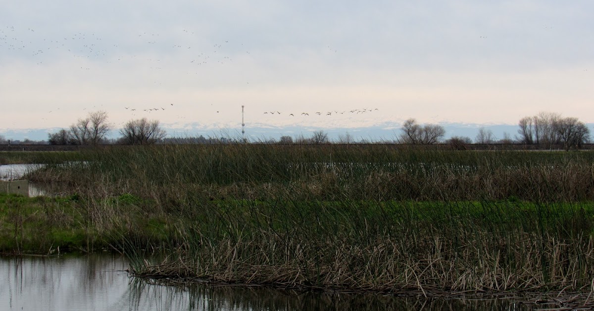 A Winter Walk at Cosumnes River Preserve