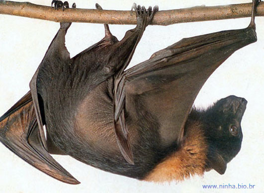 COISA DE ZOOTECNISTA: Os Morcegos e Suas Características