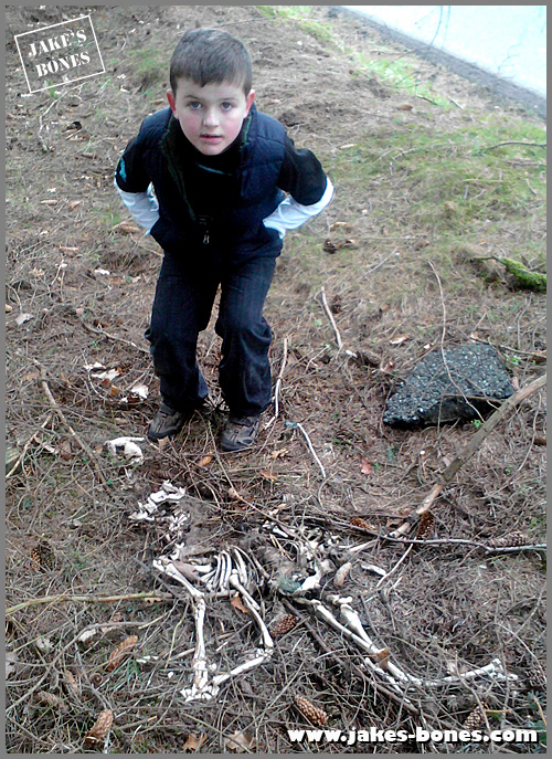 Where can you find animal bones ? : Jake's Bones