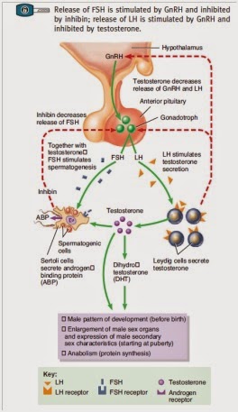 Ana.Chemistry13: MAKALAH HORMON TESTOSTERON