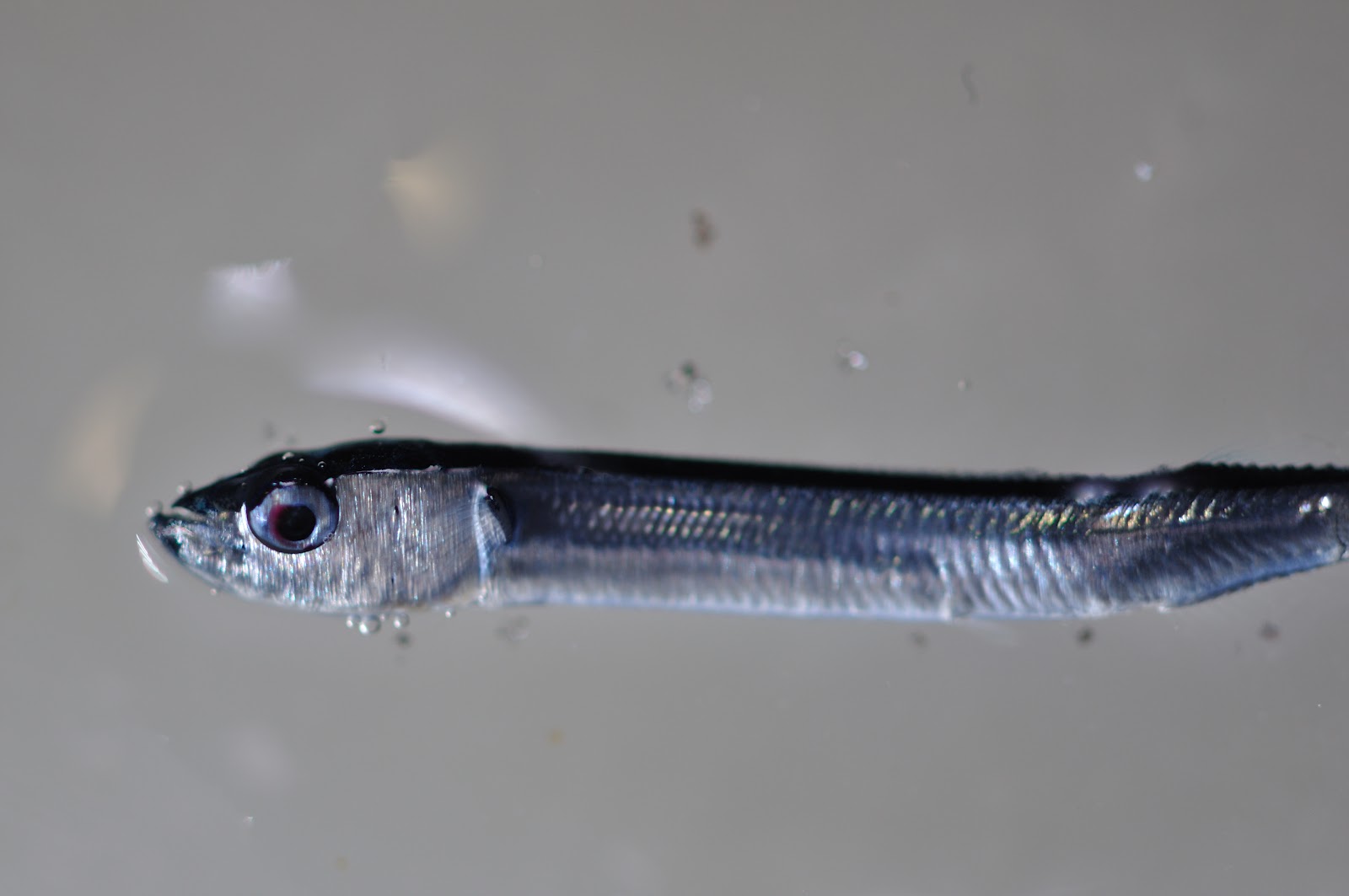 Fishes Images: Atlantic saury