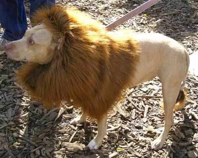 Transgenic Animals and Medicine : Transgenic Animals