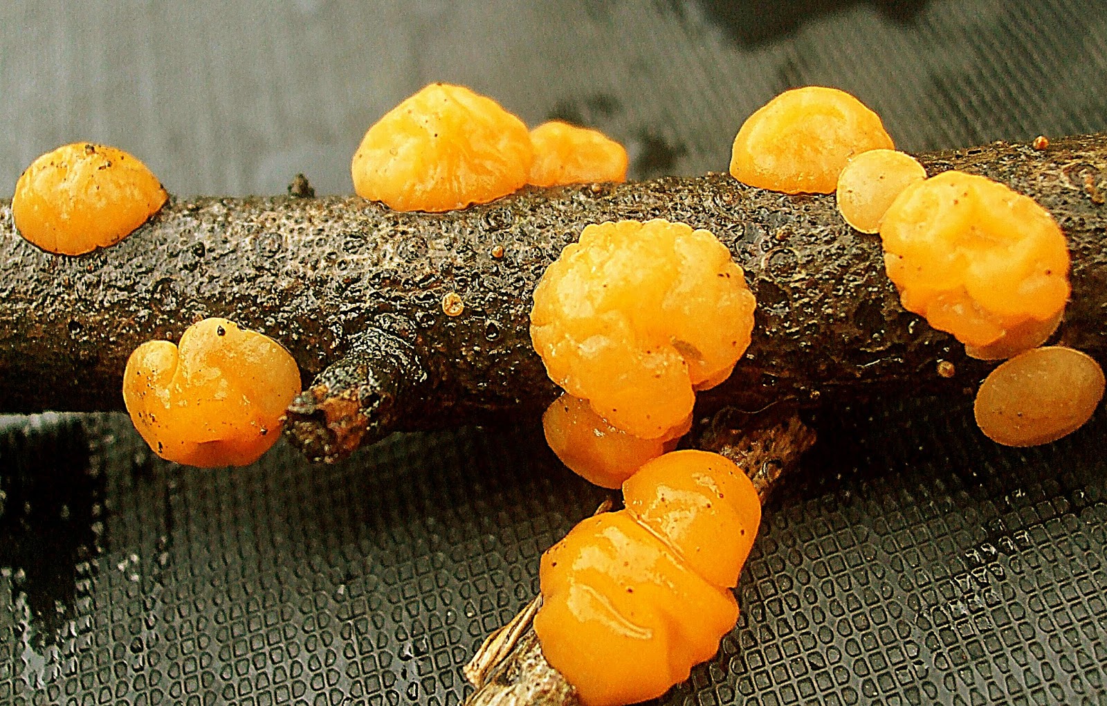 Calderdale Fungi - Halifax Scientific Society - Mycology Section: Fir ...