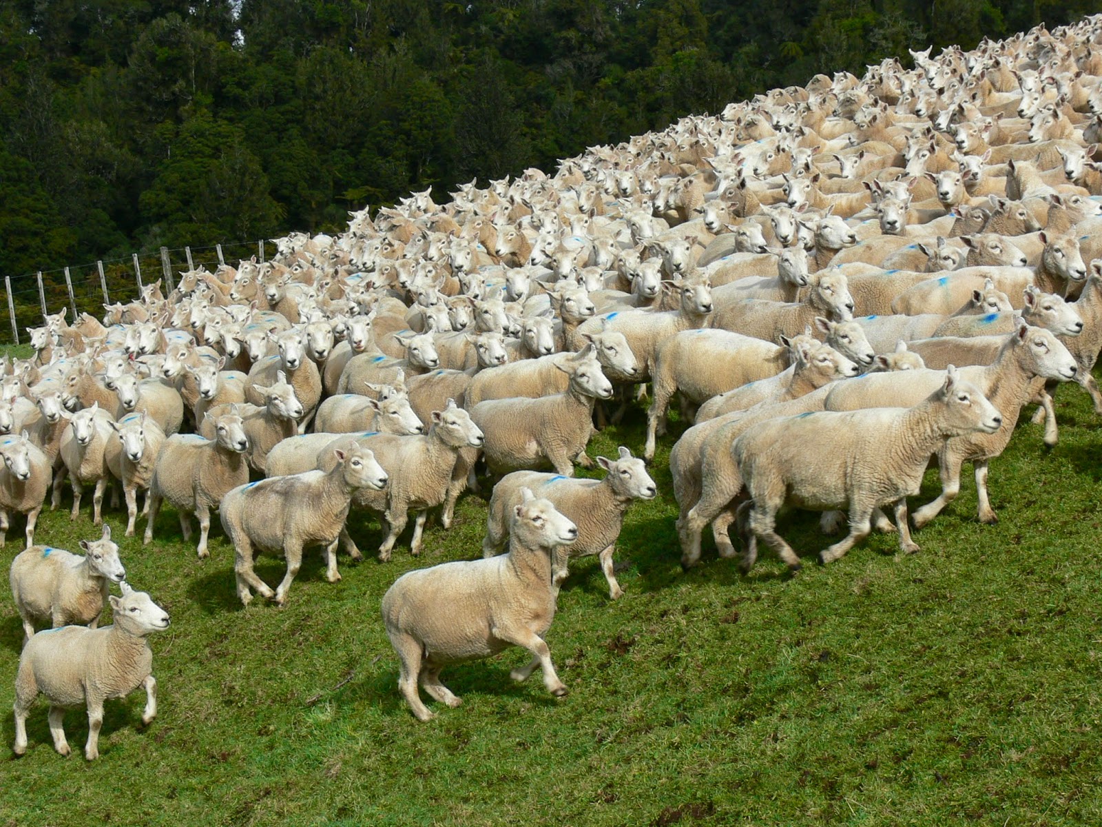 Woolshed 1: New Zealand agricultural history. No 31. Importing exotic ...