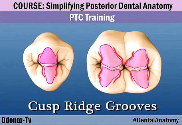 COURSE: Simplifying Posterior Dental Anatomy - PTC Training