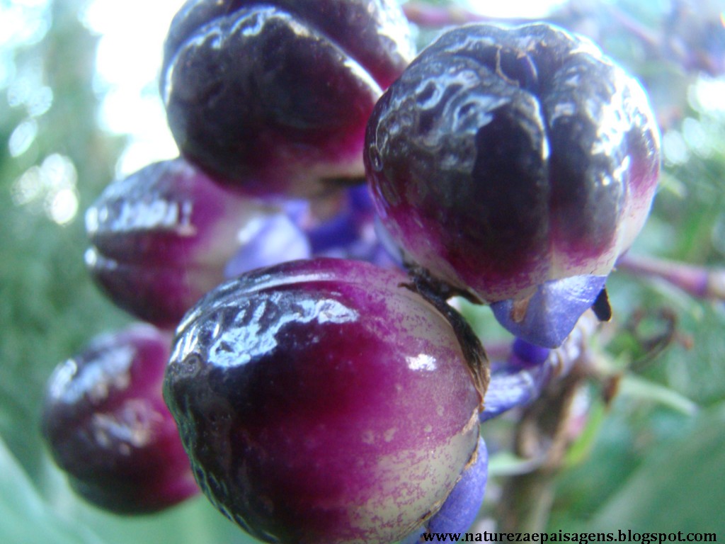 Natureza e Paisagens: CANA-DO-BREJO