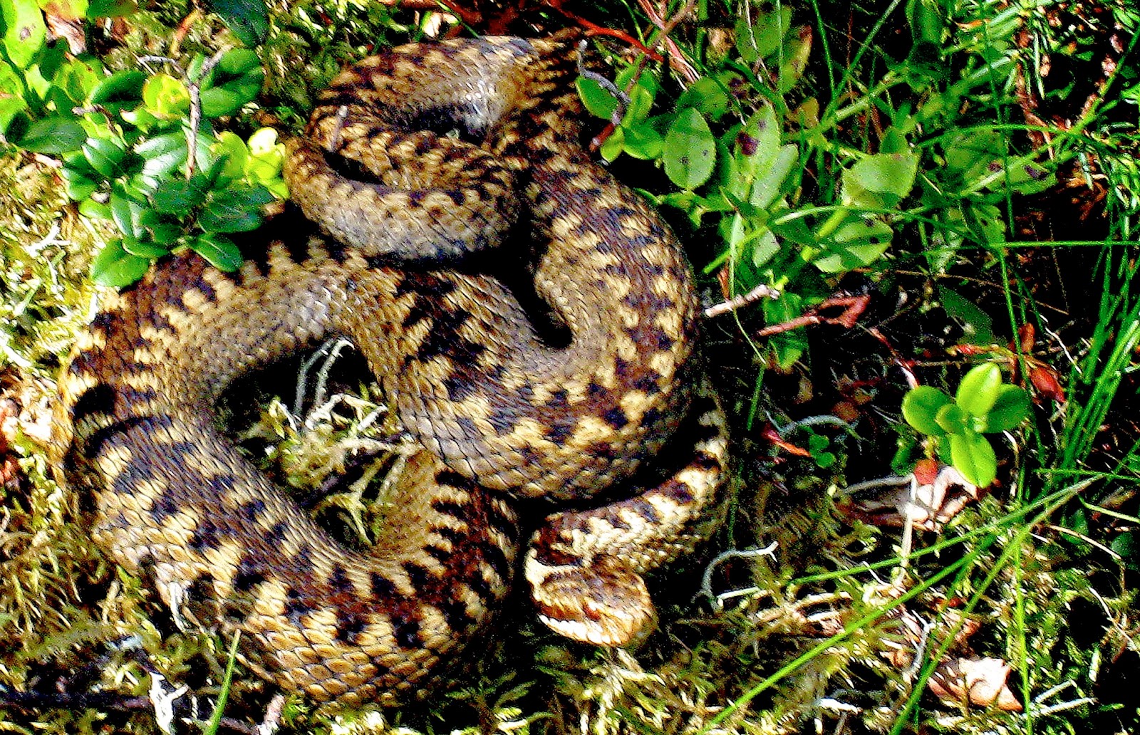 Kennel Carve Canem: Hoggorm - Do´s and Don´ts