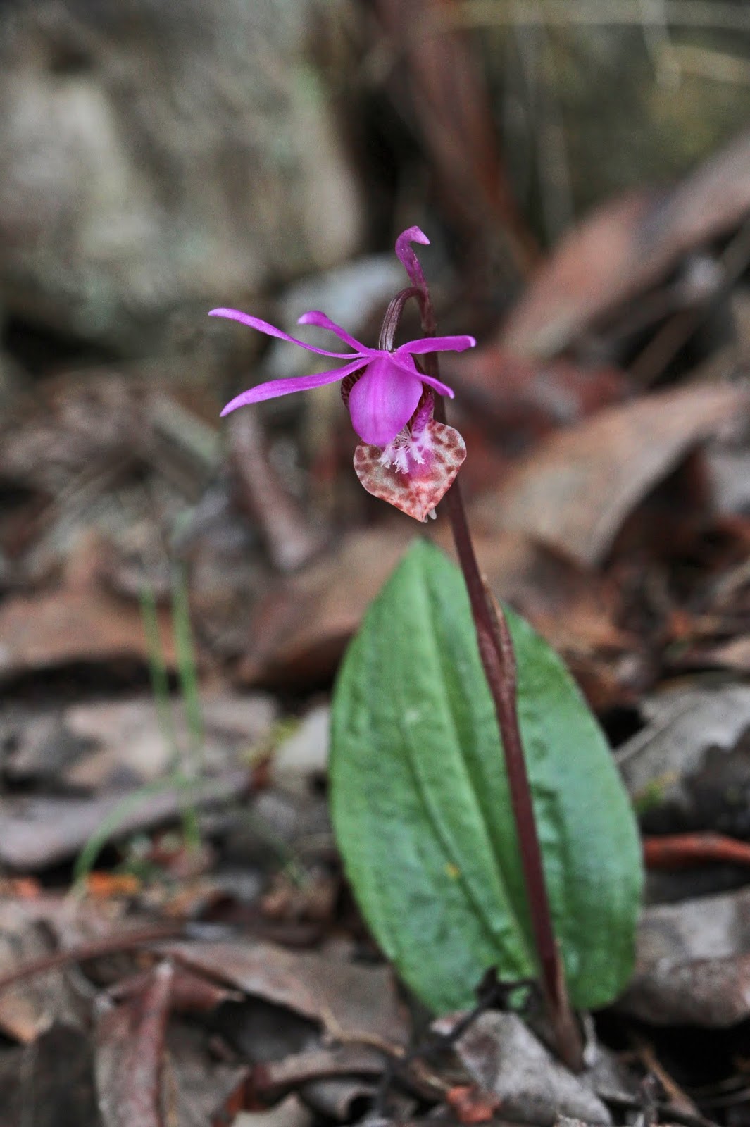 Native Orchids of the Pacific Northwest and the Canadian Rockies (and ...