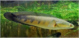 Ikan Predator Air Tawar