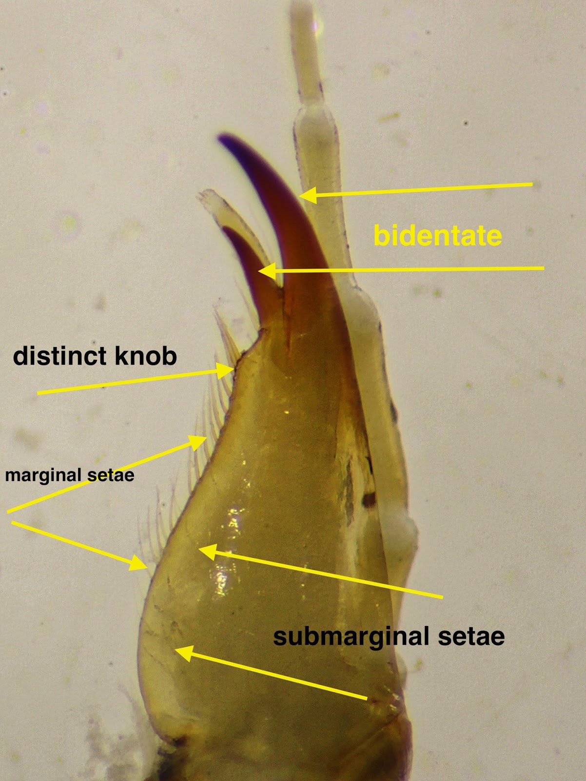 Aquatic Insects of Central Virginia: An Isogenoides Perlodid: but is it ...