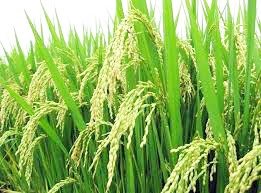 Tanaman Padi - PETANI MILENIAL