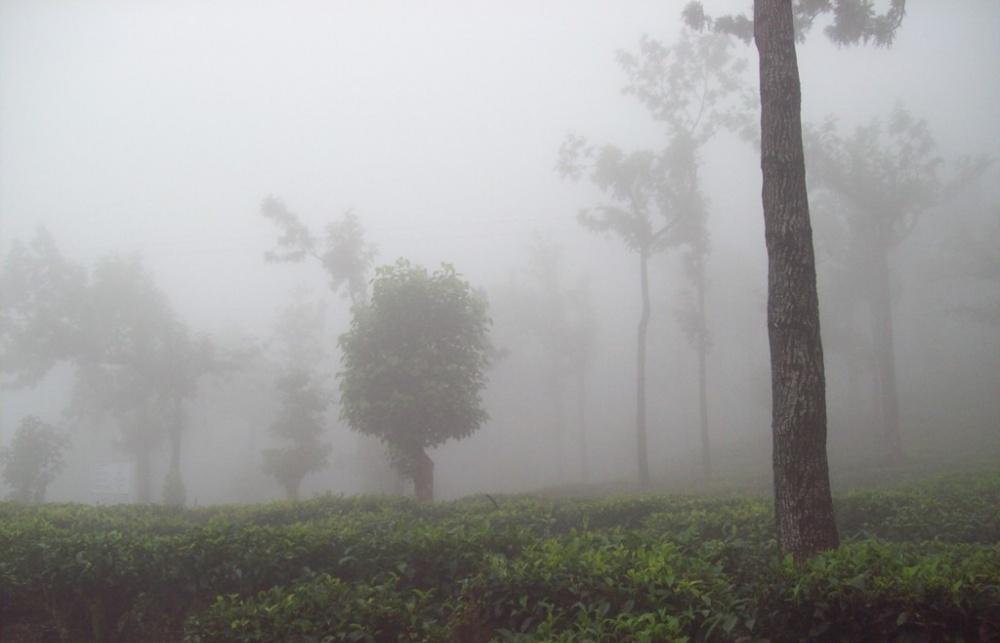 Tamilnadu Tourism: Manjolai Tea Estate, Manjolai Hills