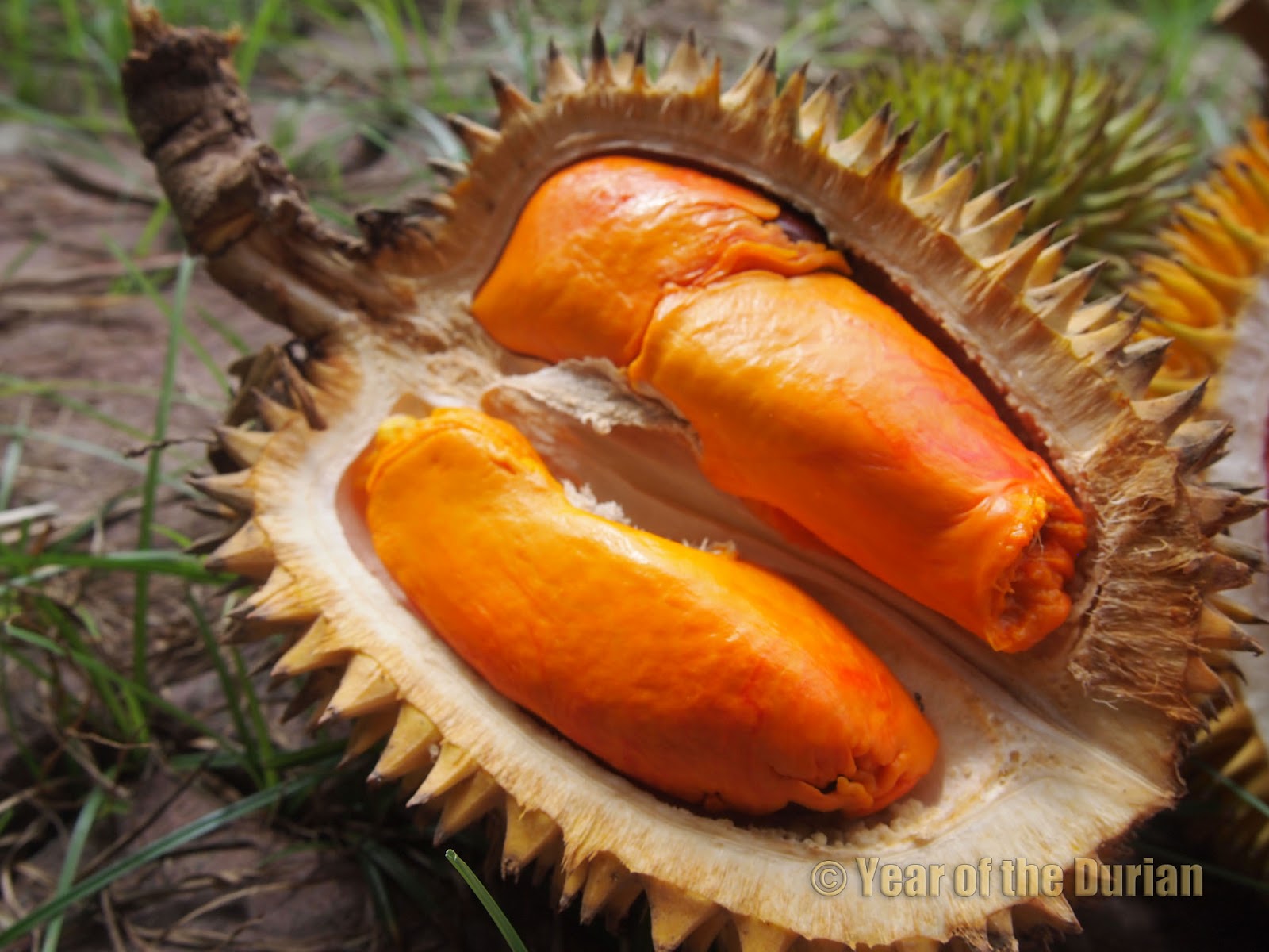 Durio kutejensis - Alchetron, The Free Social Encyclopedia