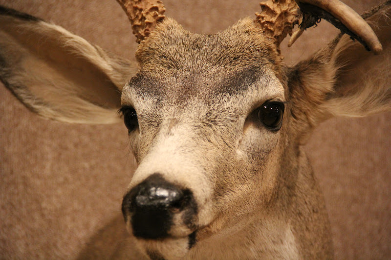 Dick's Taxidermy Hunt Report: Museum Quality Deer Shoulder Mount - New ...
