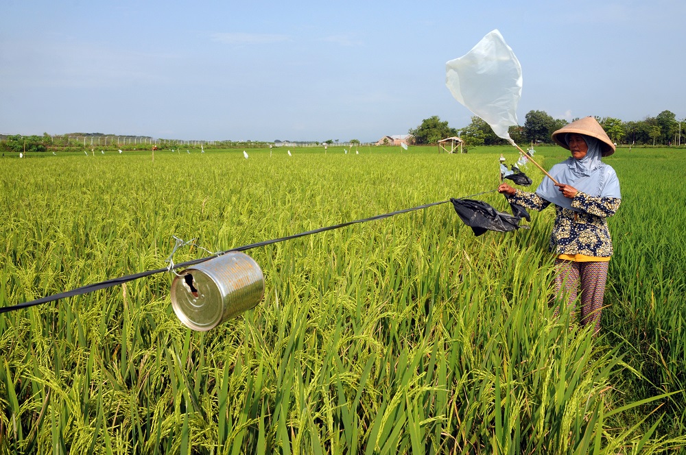 THE IRON BRIDGE: SAWAH & BERAS : ITIK JAWA ITIK NILA