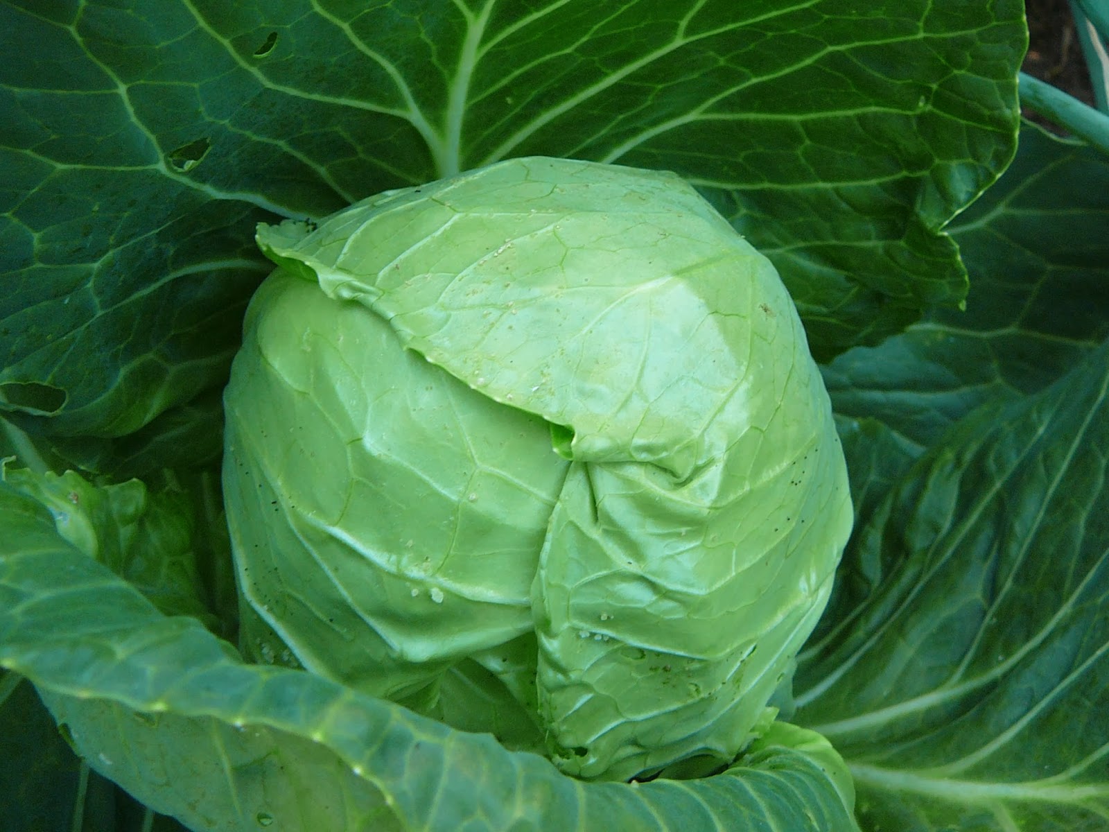 The Hidden Pantry: Juicing Recipes and Tips.