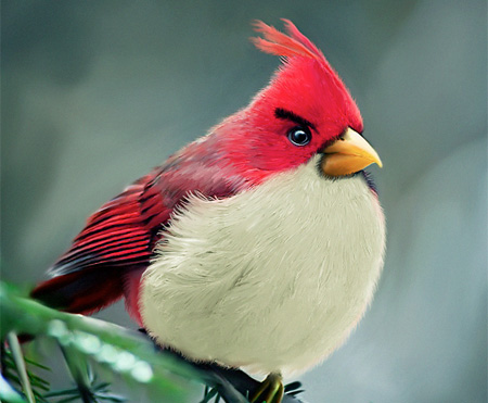Beautiful Birds: Real Red Bird: Northern Cardinal