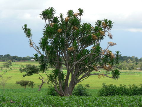 Dragon Trees: Northern Large-leaved Dragon Tree