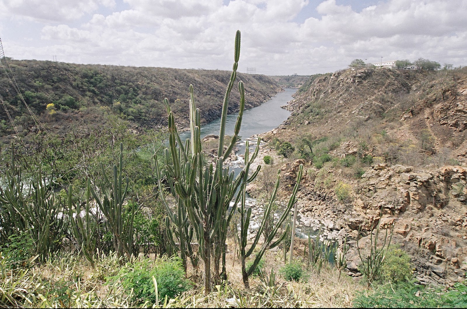 Blog do Comitê da Caatinga: UFRPE apresenta estudo sobre novas ...