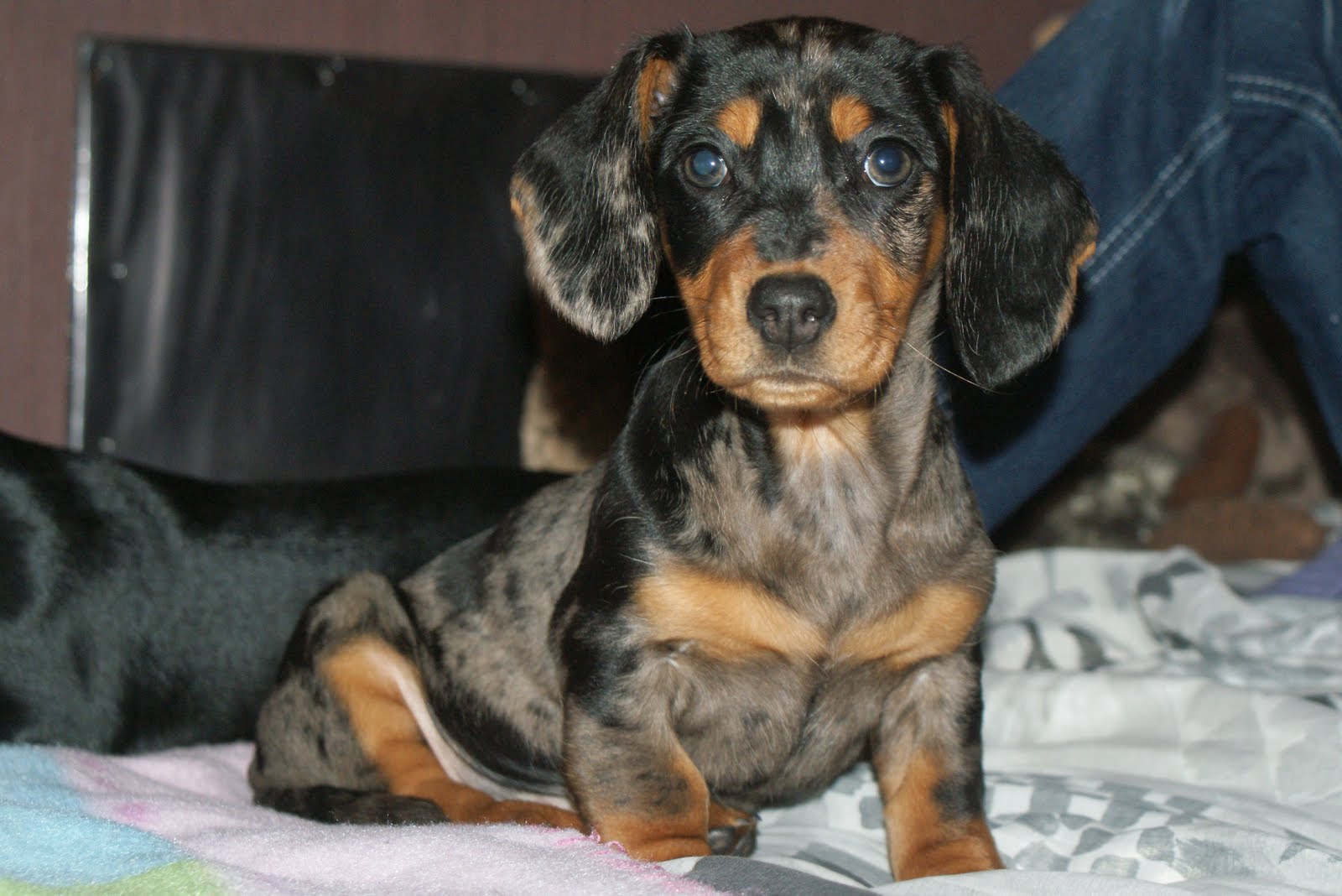 Hoogmaatheide Teckel Getuigenissen: FW: bleu merle teckeltje