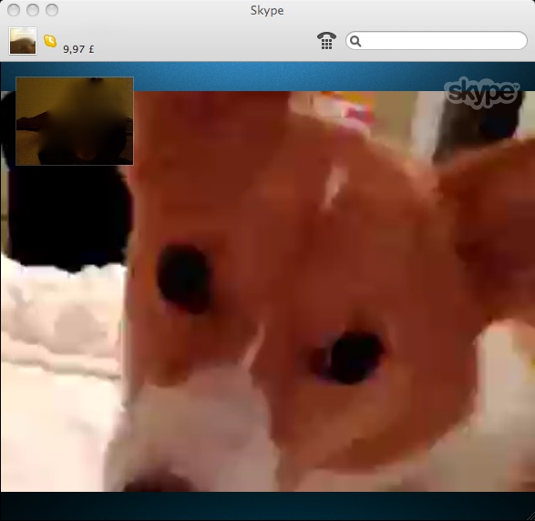 Random & Variable: Skype Dog Part II