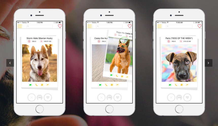 Zeppee app Review: Adopting a Pet is Easy | Australian Dog Lover