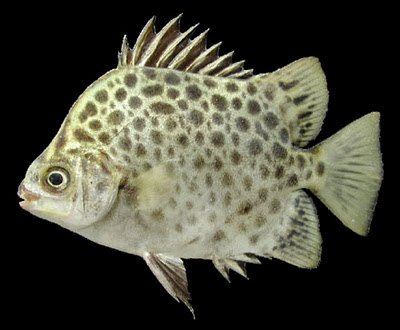 Fish Index: Scat (Scatophagus argus)
