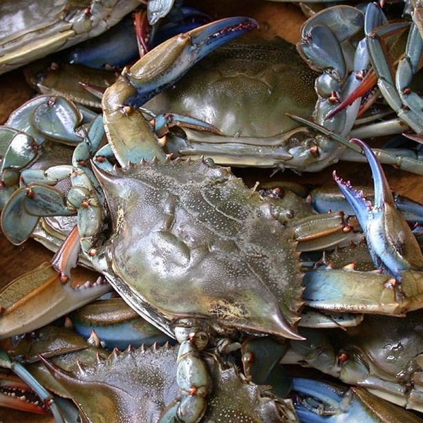 Ander 7 : Callinectes sapidus - Siri-azul