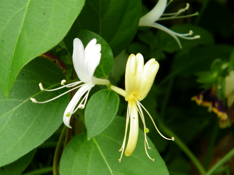 Little Bellevue Kitchen: Honeysuckle Flower Tea (金银花)
